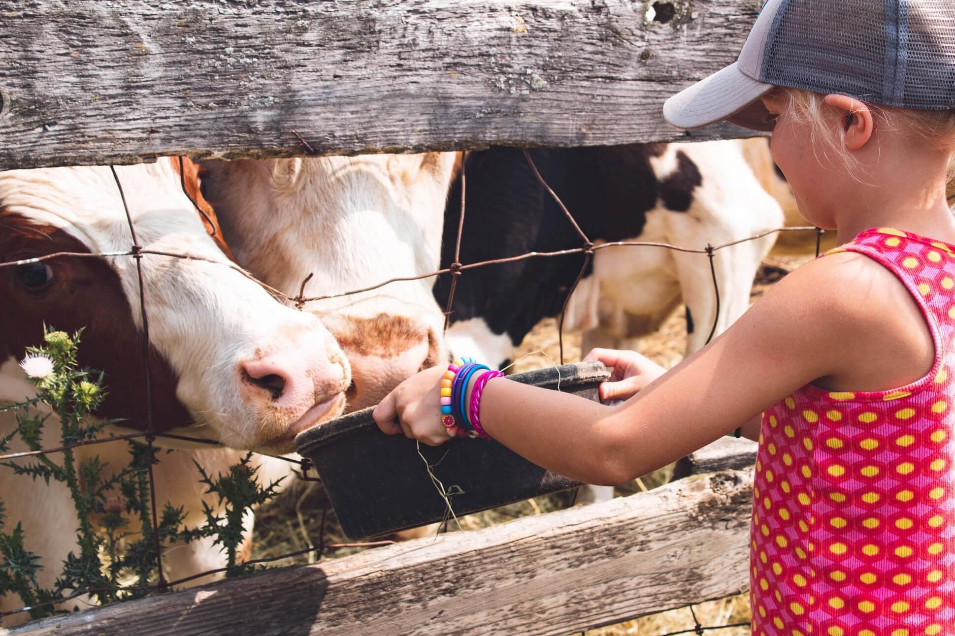 12 Metro Detroit Petting Farms To Visit In Metro Detroit – LittleGuide ...
