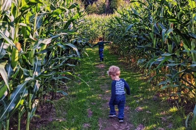Family Guide To Corn Mazes In Metro Detroit - LittleGuide Detroit
