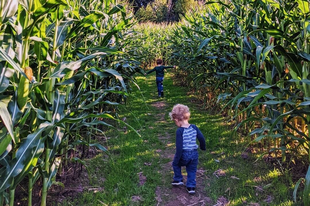 Family Guide To Corn Mazes In Metro Detroit - LittleGuide Detroit