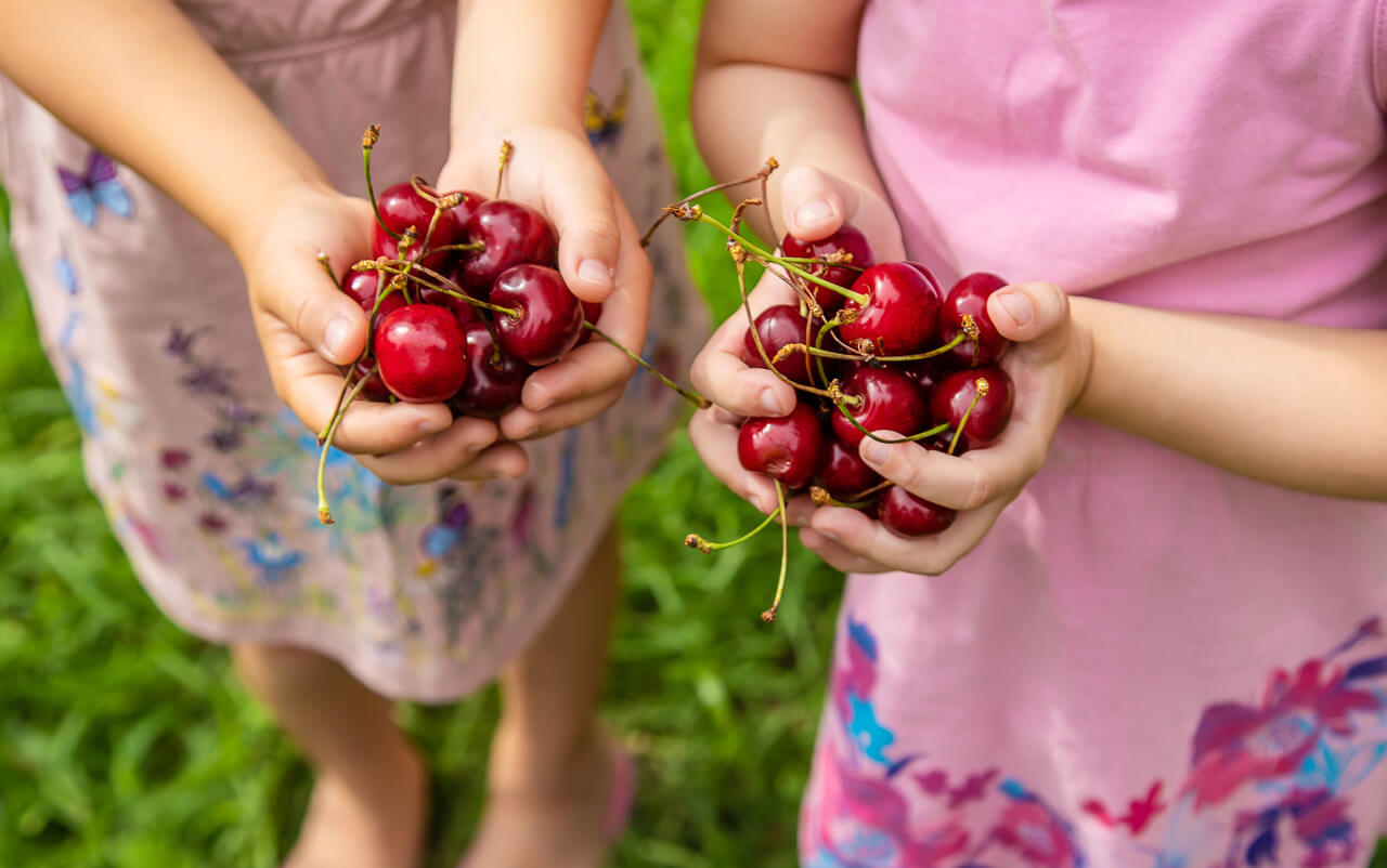 Top Cherry Picking in Metro Detroit - LittleGuide Detroit