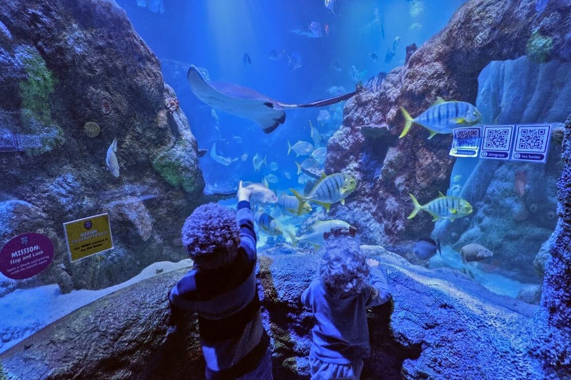SEA LIFE Michigan + LEGOLAND Discovery Center Host 1/2 Off Admissions ...