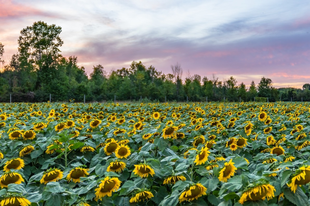 Blake Farm Hosts Family-Friendly Sunflower Festival - GIVEAWAY ...
