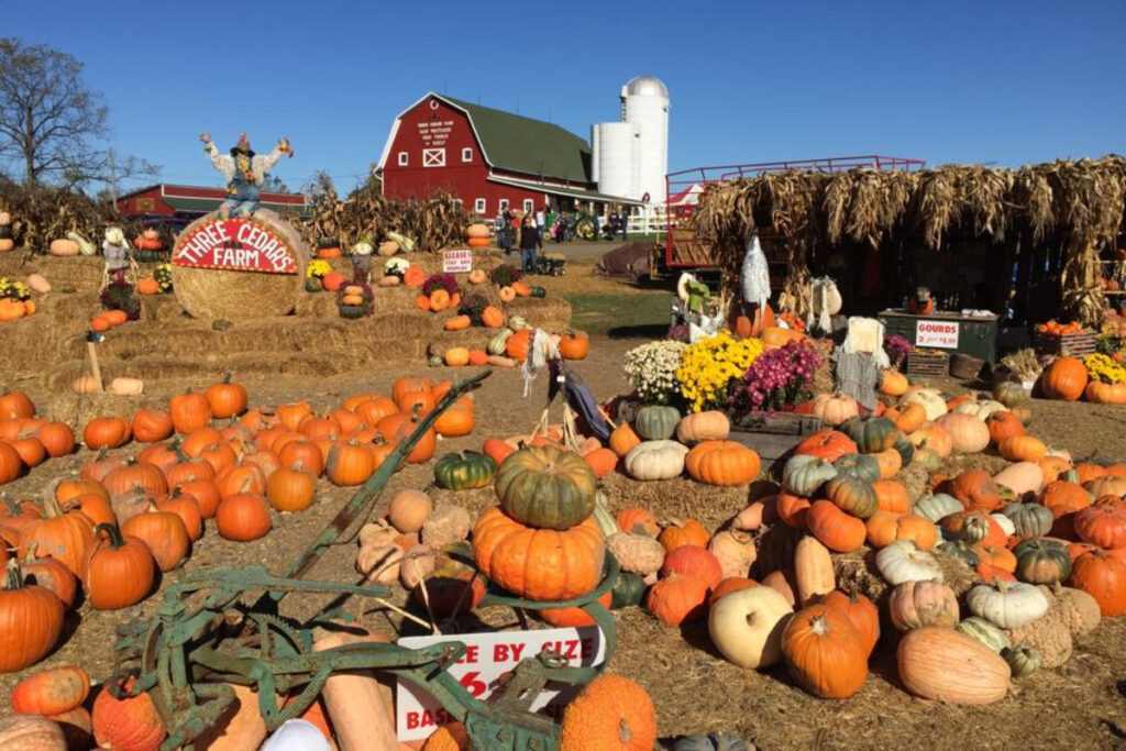 5 Reasons to Visit Maybury Farm this Fall - LittleGuide Detroit