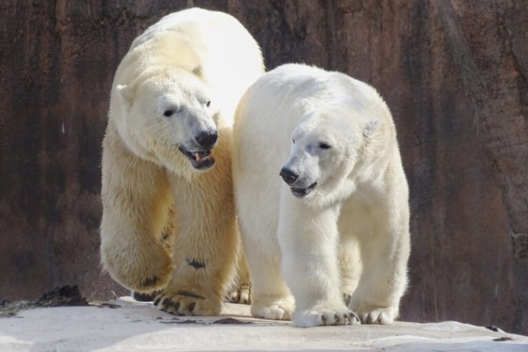 Animal Day Celebrations - LittleGuide Detroit