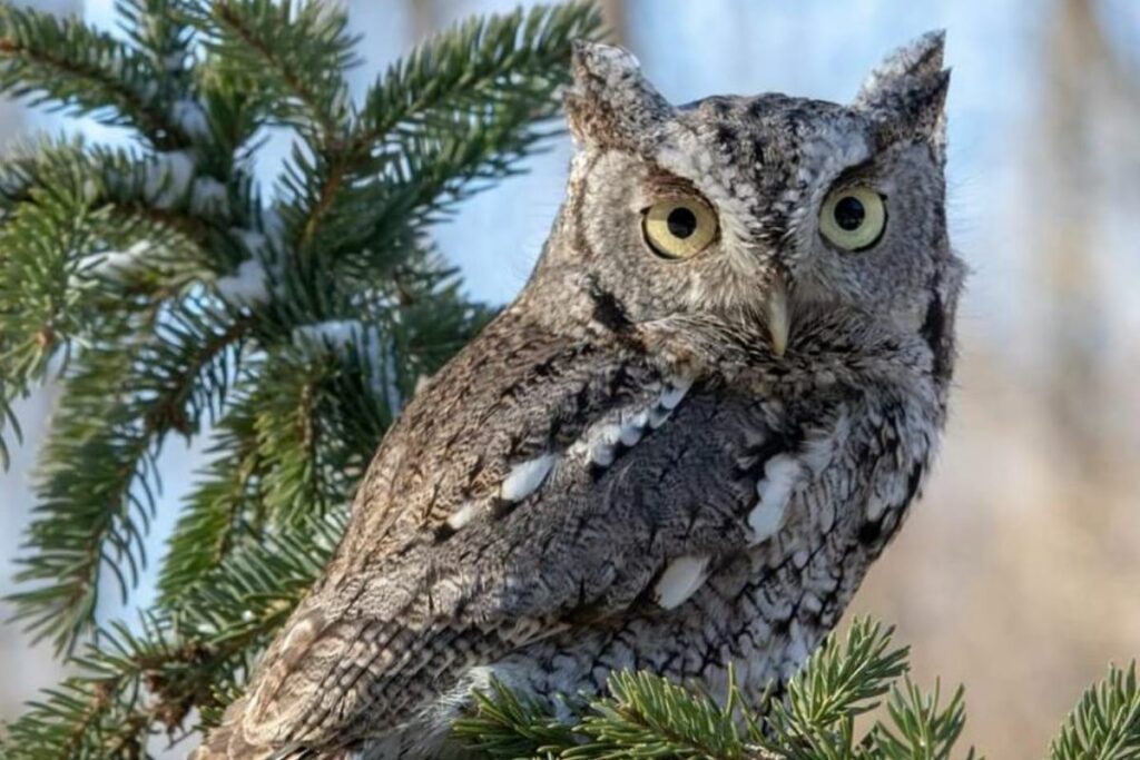 Wild About Owls – LittleGuide Detroit