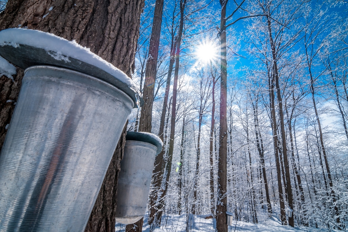 Maple Sugar through the Ages - LittleGuide Detroit
