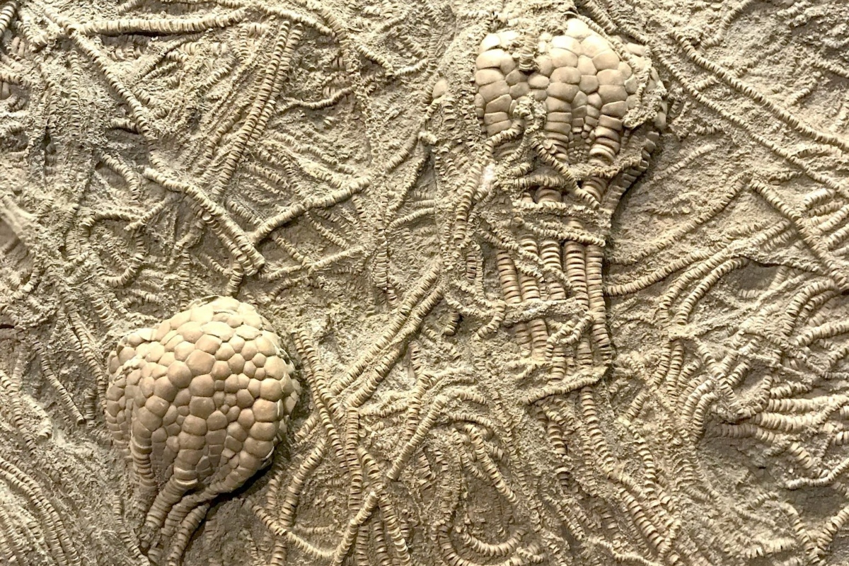 Geology Dig - LittleGuide Detroit