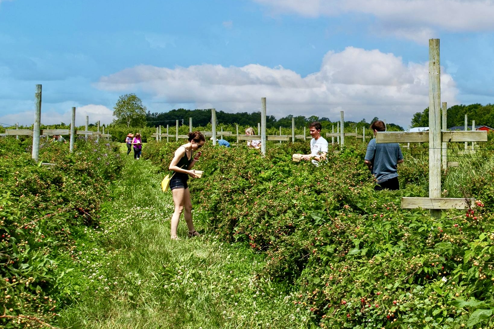 OUR FAVORITE U-PICK ORCHARDS IN METRO DETROIT - LittleGuide Detroit