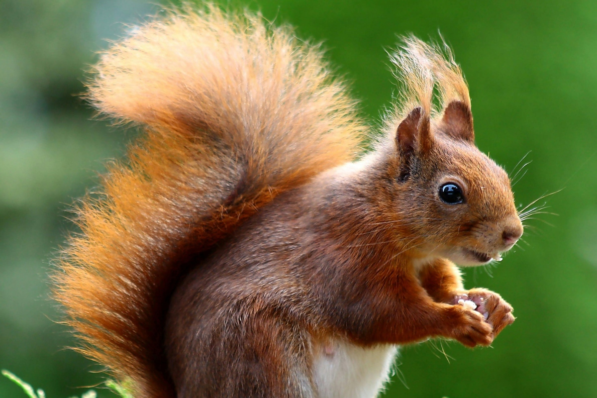 Sly Sneaky Squirrels - LittleGuide Detroit