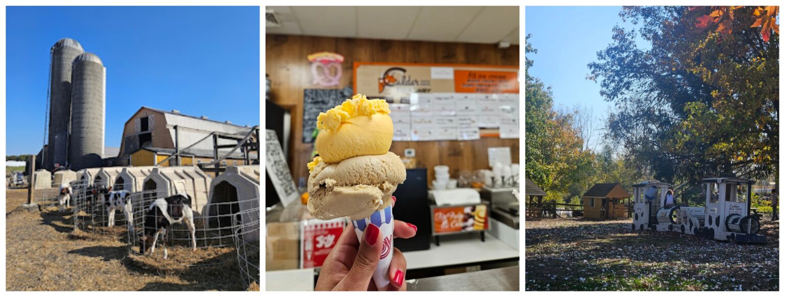 Take A Trip To Calder Dairy & Farm For A Sweet Treat and Animal Visit ...