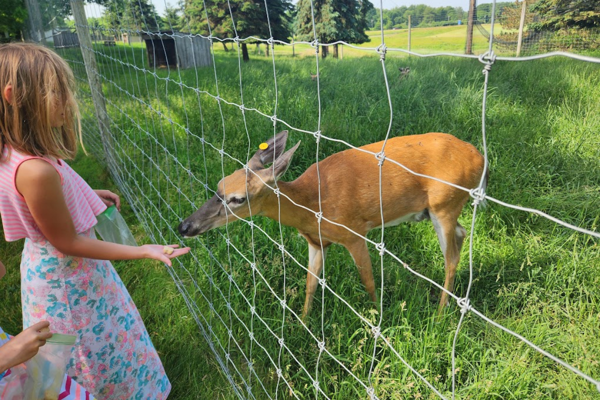 Feed Live Deer at Michigan Whitetail Hall of Fame Museum - LittleGuide ...