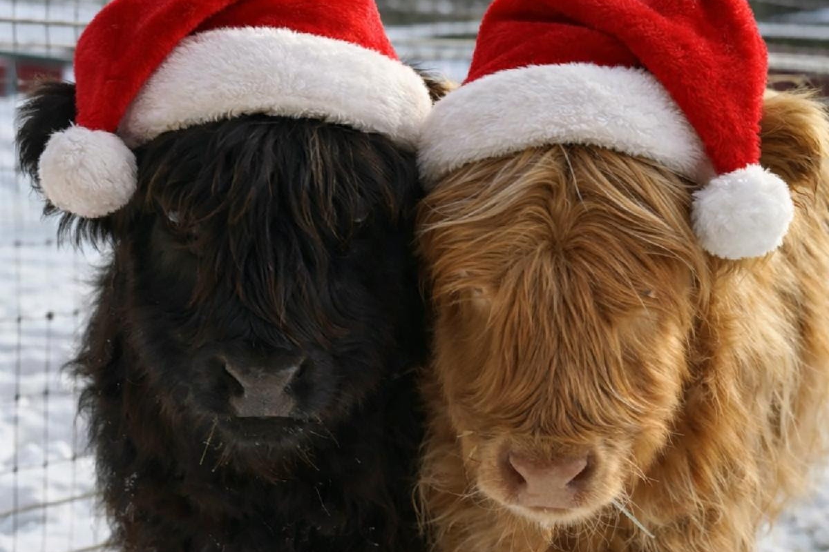 Coffee, Cocoa, & Cows - LittleGuide Detroit