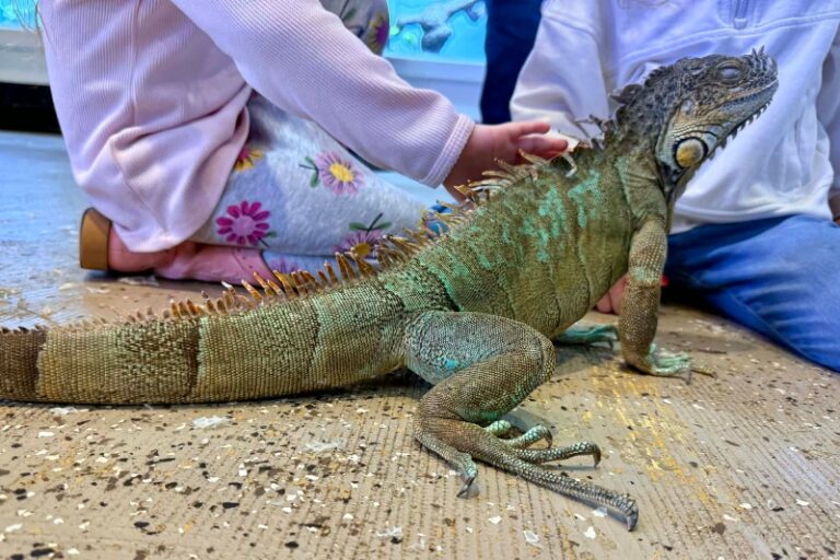 Discover an Up-Close Reptile Adventure at Great Lakes Serpentarium in ...