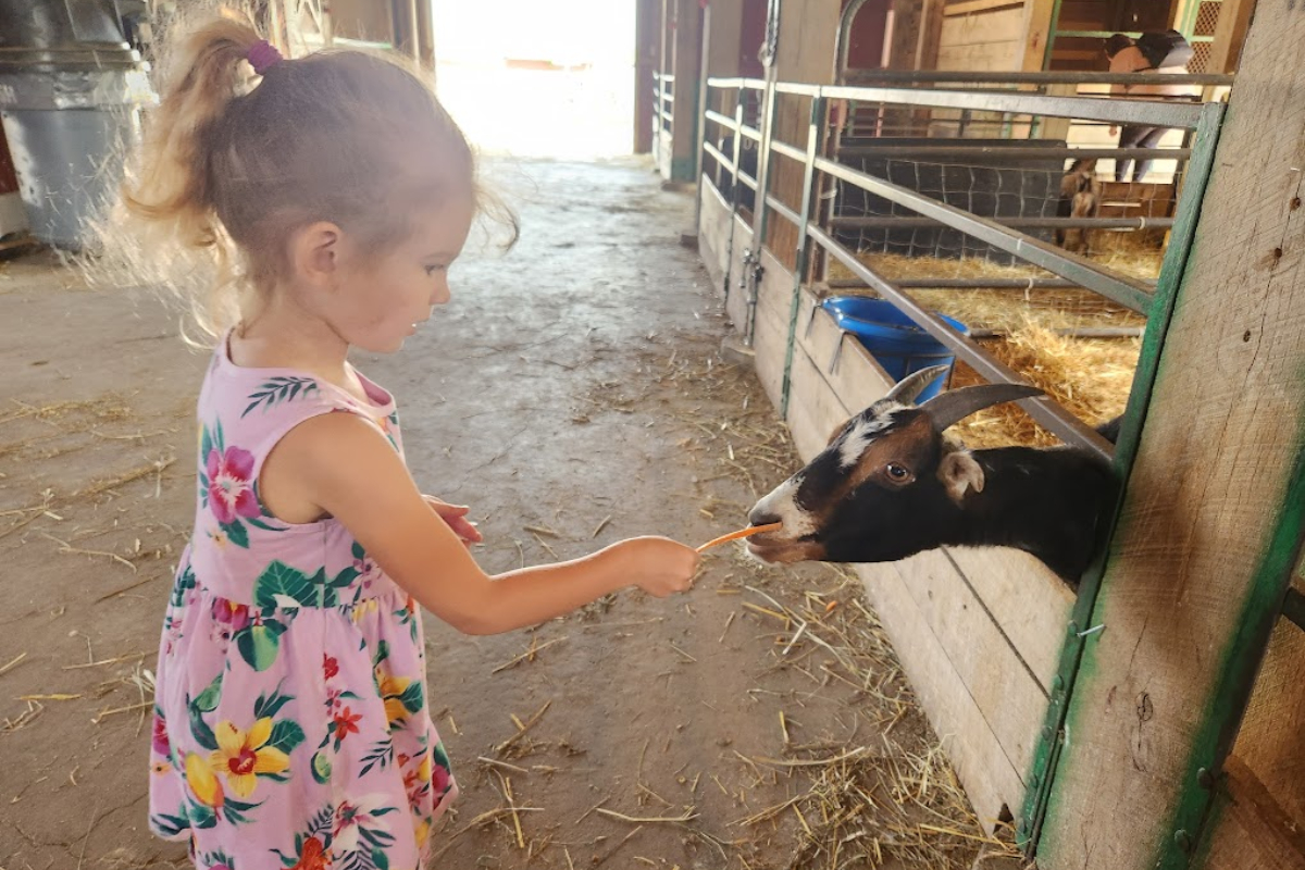 Plan A Visit To The Petting Farm At Domino’s Farm In Metro Detroit ...