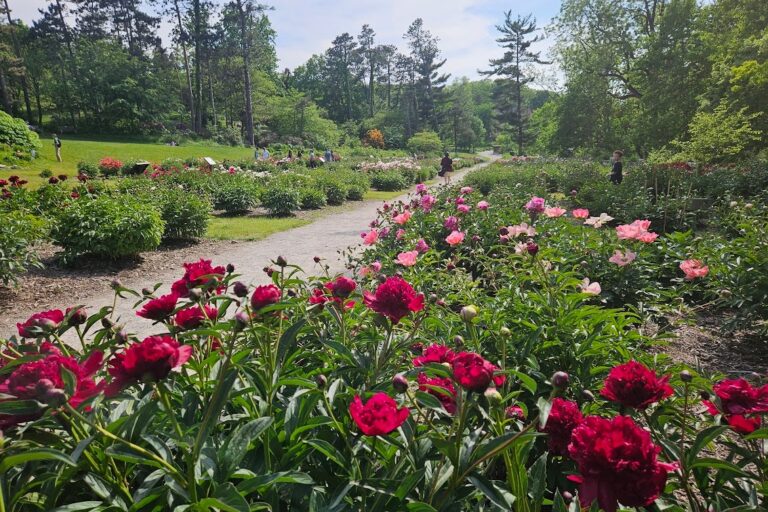 Peak Peony Season at Nichols Arboretum: A Beautiful Ann Arbor Tradition ...